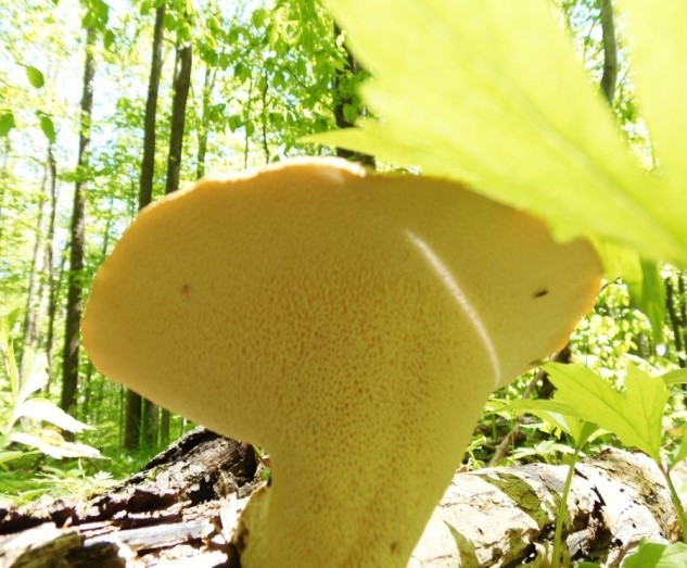 Yellow pore surface – Midwest American Mycological Information