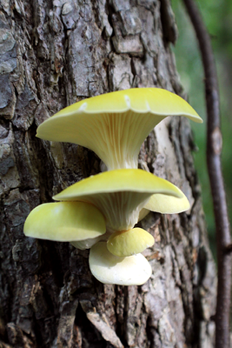 Midwest American Mycological Information
